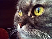 elia-roz's Porn Gifs | RedGIFs